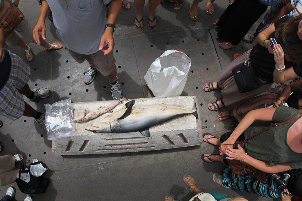 SHARK!! Dan Abel takes the insides out on the streets of Morocco ...